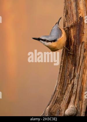 Eurasian Nuthatch, Hawick, Scottish Borders Stock Photo - Alamy