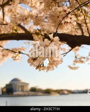 TIDAL BASIN, Washington DC — Washington DC's famous cherry blossoms at ...