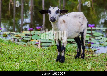 Goat and a lotus pond near Srimangal, Bangladesh Stock Photo - Alamy