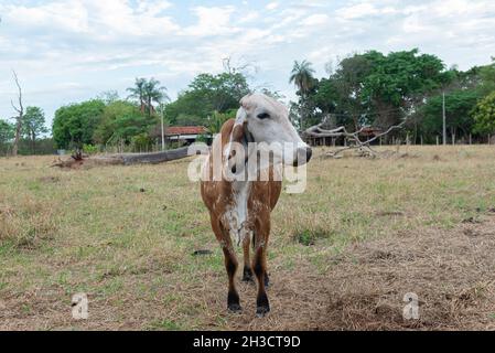 Gir cow in a beautiful brachiaria pasture in the countryside of Brazil ...
