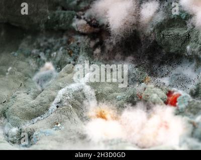 fungal mildew on a rotting watermelon close-up Stock Photo - Alamy