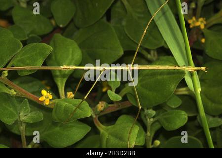 Red parasitic mites on stick insect host Stock Photo - Alamy