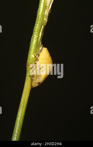 Frog Hopper Nymph Stock Photo - Alamy