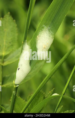 Frog Hopper Nymph Stock Photo - Alamy