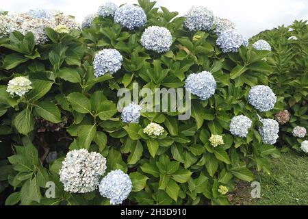 huge colorful hydrangea flowers on the azores islands Stock Photo - Alamy