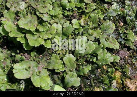 Marchantia polymorpha, Common liverwort, Marchantiaceae. Wild plant ...