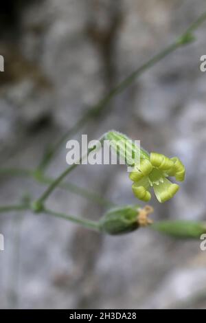 Silene flavescens, Caryophyllaceae. Wild plant shot in spring Stock ...