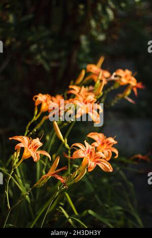 Orange Daylily ; Scientific Name: Hemerocallis Fulva Stock Photo - Alamy
