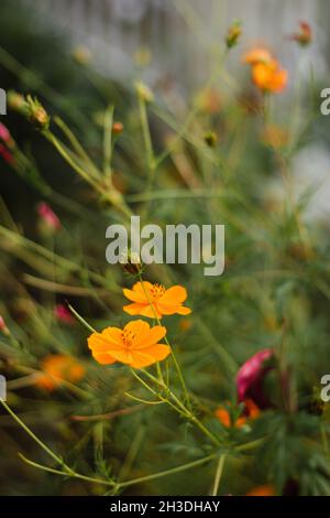 Cosmic Orange Flower from the garden Stock Photo - Alamy