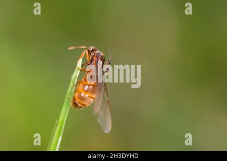 Mound ant, Yellow ant, Yellow meadow ant, Yellow turf ant (Lasius ...