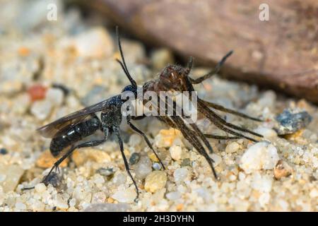 pompilids, spider-hunting wasps, spider wasps (Pompilidae ...