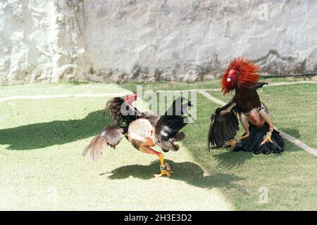 Two angry wild roosters fighting with neck feathers up Stock Photo - Alamy