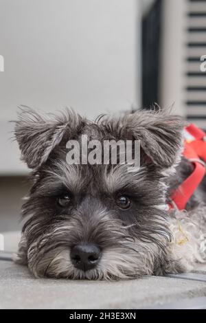 Miniature schnauzer dog lying sad isolated on white background Stock ...