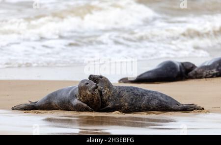Common and Grey Seals hauled out on Godrevy Point, near St Ives ...