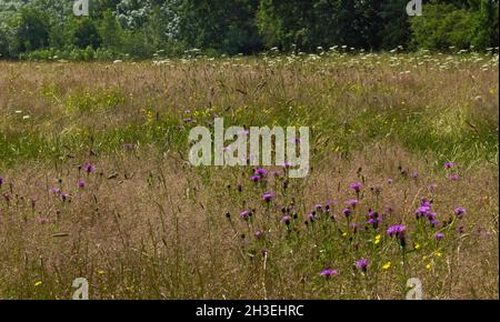 Lowland hay meadow with knapweed, yarrow, buttercups and birds foot ...