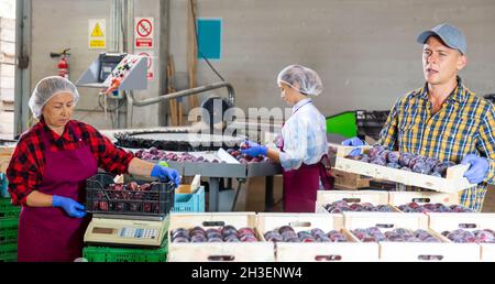 Three workers sorting and packing plums in sorting room Stock Photo - Alamy