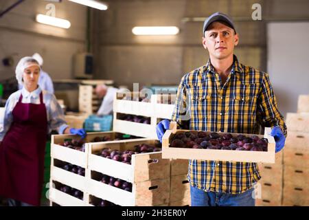 Man stacking boxes with plums at fruit warehouse Stock Photo - Alamy