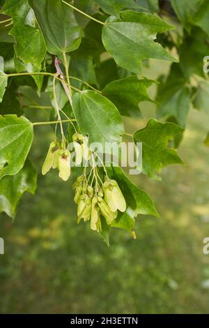 Acer buergerianum (Trident maple), branch tip with three lobed and toothed green leaves and ...