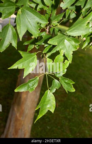 Acer buergerianum (Trident maple), branch tip with three lobed and toothed green leaves and ...