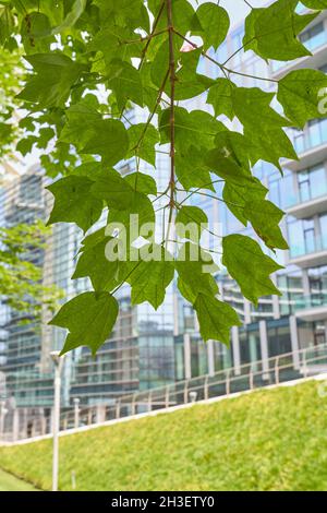 Acer buergerianum (Trident maple), branch tip with three lobed and toothed green leaves and ...