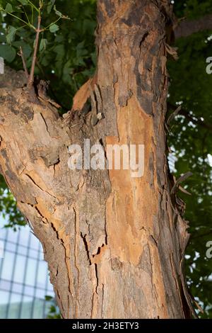 Acer buergerianum (Trident maple), branch tip with three lobed and toothed green leaves and ...