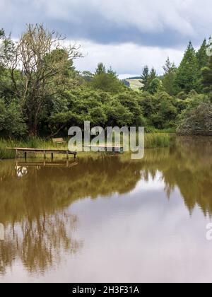 Small lake that is reflecting the forest surrounding it Stock Photo - Alamy