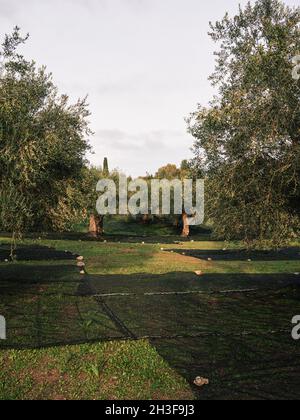 Corfu's Olive Harvest Stock Photo - Alamy