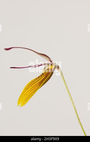 Restrepia orchid (Restrepia striata Stock Photo - Alamy