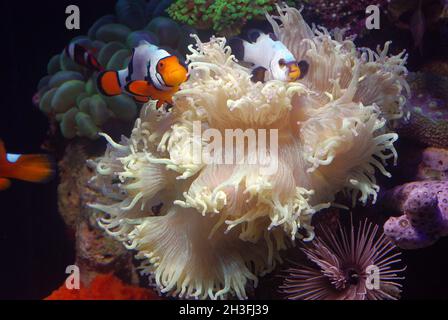 False clown anemonefis (Amphiprion ocellaris) with giant anemones ...