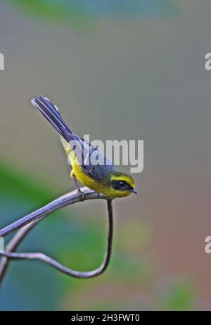 Yellow-bellied Fairy-Fantail (Chelidorhynx hypoxanthus). Syn Yellow ...