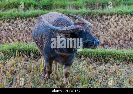Buffalo in a field near Kalaw, Myanmar Stock Photo - Alamy