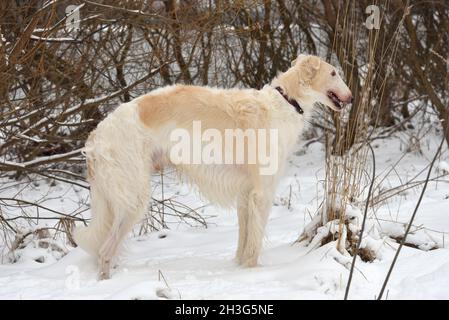 White Russian Borzoi standing on a winter snow Stock Photo - Alamy