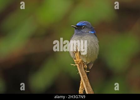 Small Niltava (Niltava macgrigoriae signata), adult male, perched on stick, Arunachal Pradesh ...