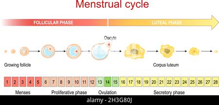 Menstrual cycle. Ovarian cycle: follicular phase and luteal phase. Uterine cycle: Secretory ...