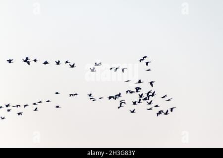 Migratory birds in V-shape formation Stock Photo - Alamy