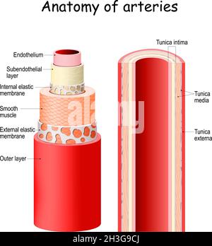 Anatomy of vein. Structure of blood vessel. Close-up of valves ...