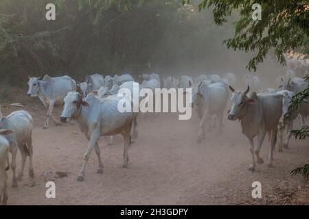 Herd of zebu in Bagan, Myanmar Stock Photo - Alamy