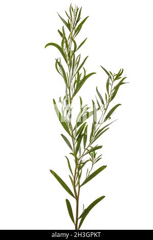 Acacia Melanoxylon or Acacia Penninervis, dark green, narrow leaves and ...