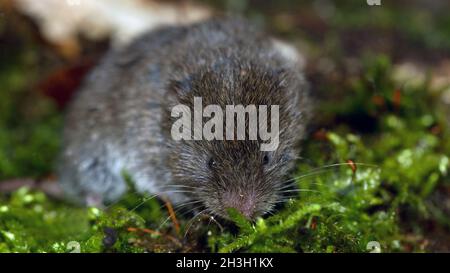 European Pine Vole (Microtus subterraneus Stock Photo - Alamy