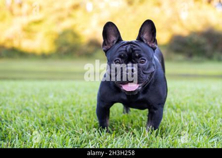 Black French Bulldog resting on grass at a park. Purebred Frenchie ...