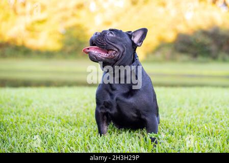 Black French Bulldog resting on grass at a park. Purebred Frenchie ...