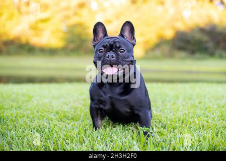 Black French Bulldog resting on grass at a park. Purebred Frenchie ...