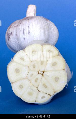 Garlic cloves garlic (Allium sativum) leek plant Knofel, Knobloch ...