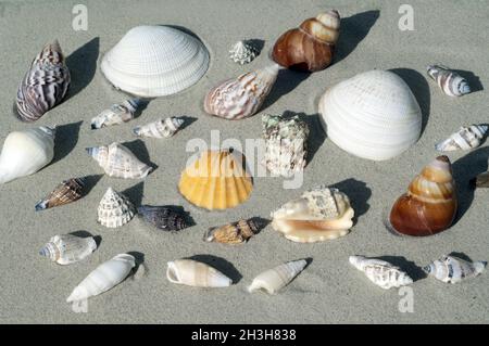 Mussel shell, sea snails Stock Photo - Alamy