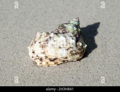 Sea snails, Astraea Stock Photo - Alamy