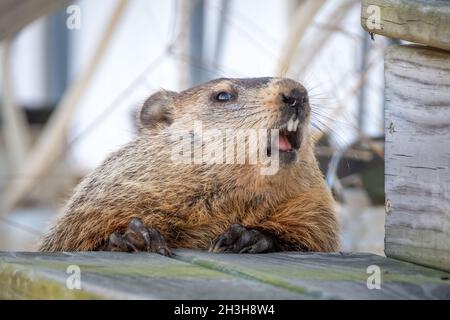 A Groundhog (Marmota monax) makes a funny expression as if it's ...