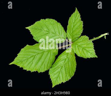 Brombeere, Rubus fructicosa, Blatt Stock Photo - Alamy