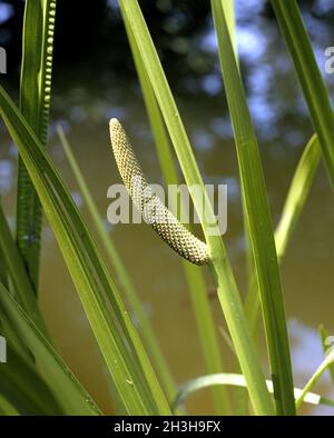 Calamus rhizome (Acorus calamus Stock Photo - Alamy