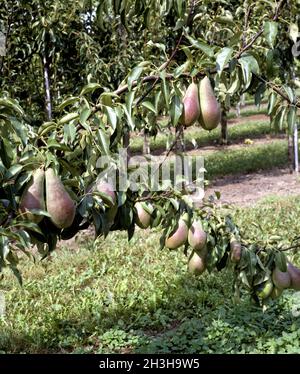 Still life with Devoe pear Stock Photo - Alamy