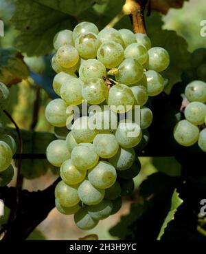 Grapes 'Silvaner' Stock Photo - Alamy